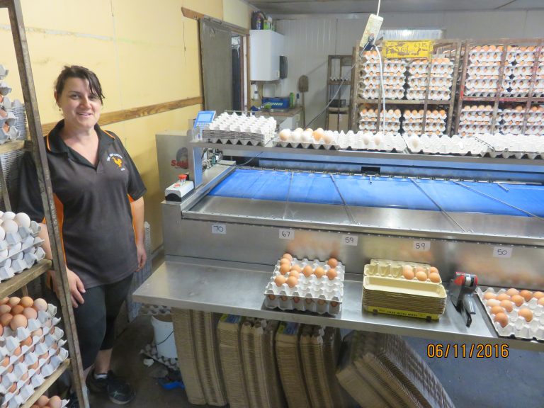 Egg Grader installed at Western Sydney's 'Big Chook'